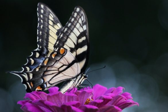 Welsh Words for Fruit and Vegetables – Cymraeg – Love Wrexham