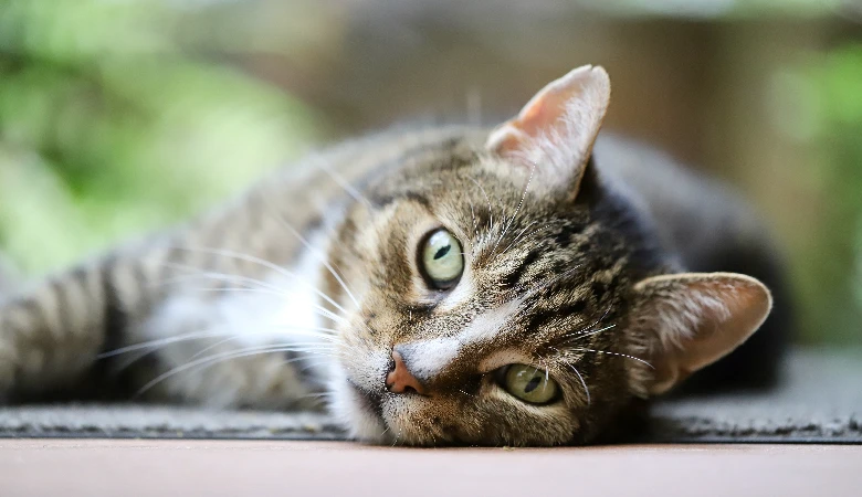 5 Reasons To Choose A Cat For Your Pet – Pets – Love Wrexham